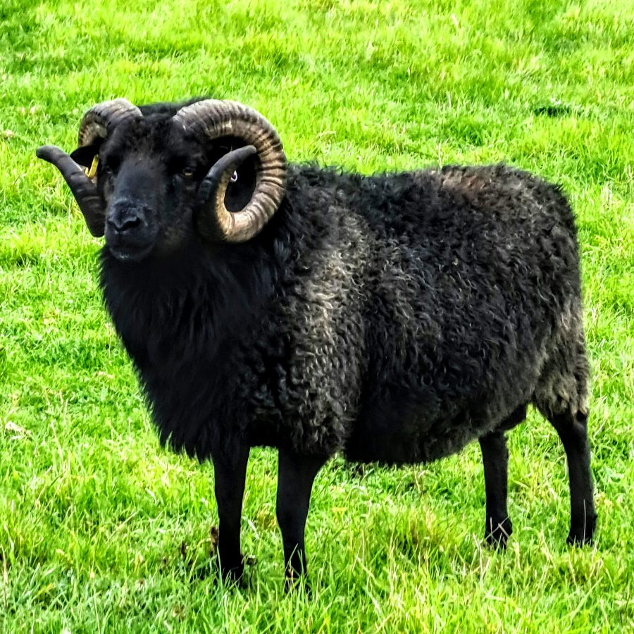 Slate House Farm – Self Sufficent Homestead in Lincolnshire with OSB ...