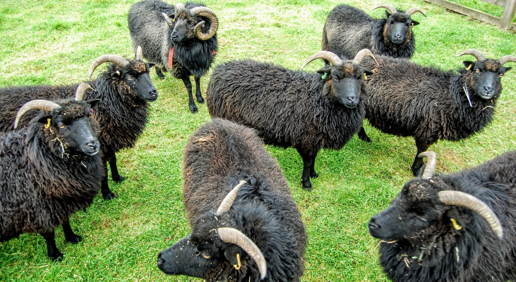 Hebridean Sheep – Slate House Farm